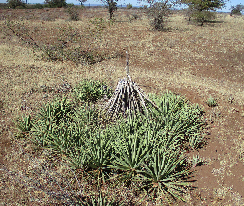 century plants from Serowe Botswana on July 31, 2023 by Botswanabugs ...