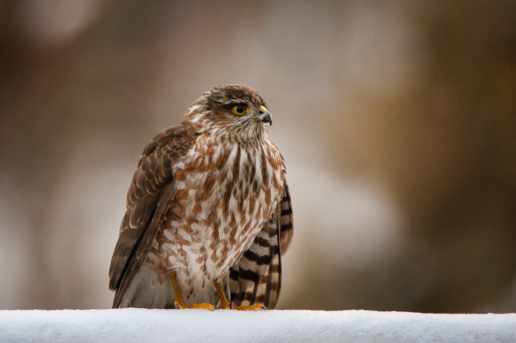 Sharp-shinned Hawk from Rutland, Kelowna, BC, Canada on January 23 ...