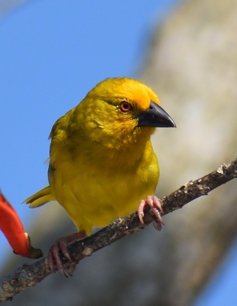 South African Yellow Weaver from Mtubatuba, South Africa on July 22 ...