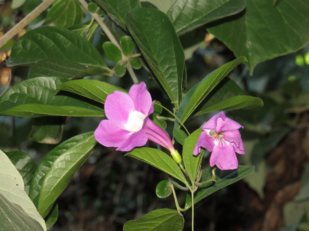 Purple funnel vine (Bignonia magnifica) - Botanical Realm