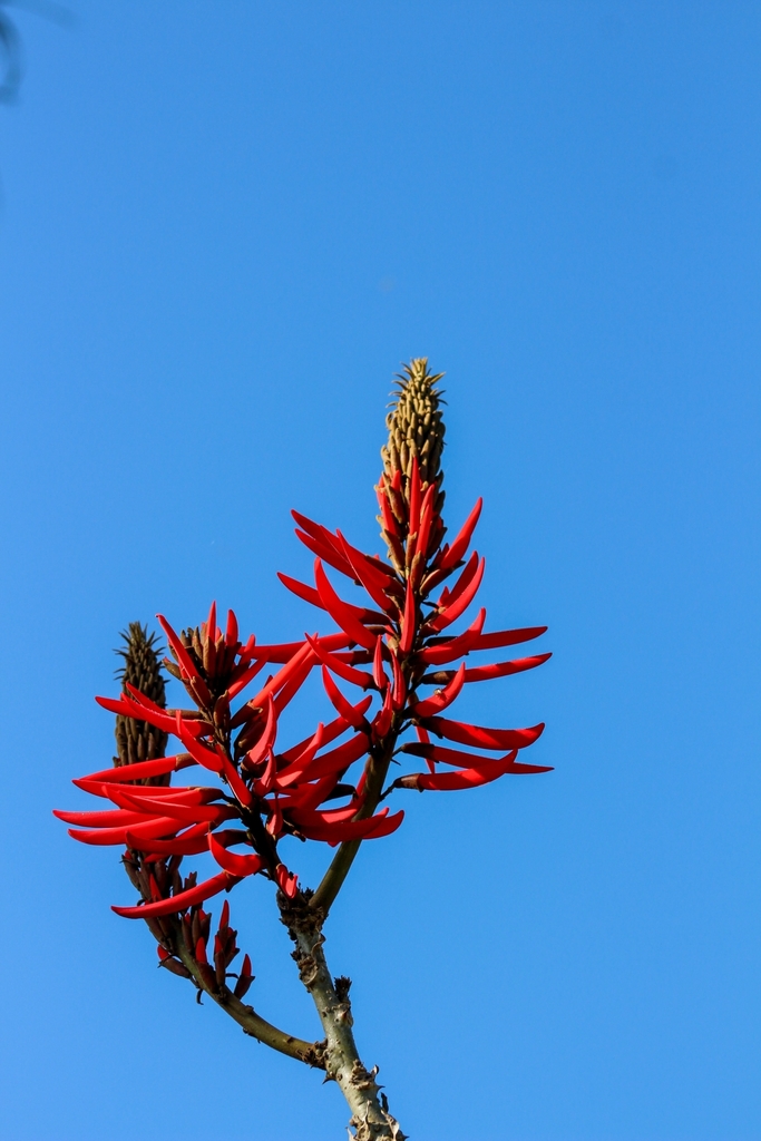 Ivory Coral Tree on July 1, 2023 at 10:26 AM by Isabella Surjus ...