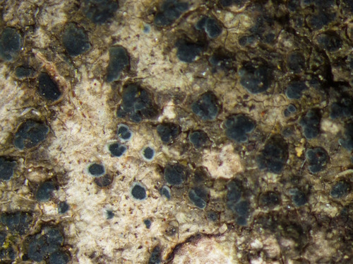 Biatora ocelliformis · NaturaLista Colombia