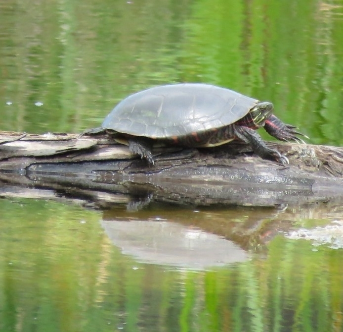 Midland Painted Turtle in July 2023 by Jeff Leader · iNaturalist