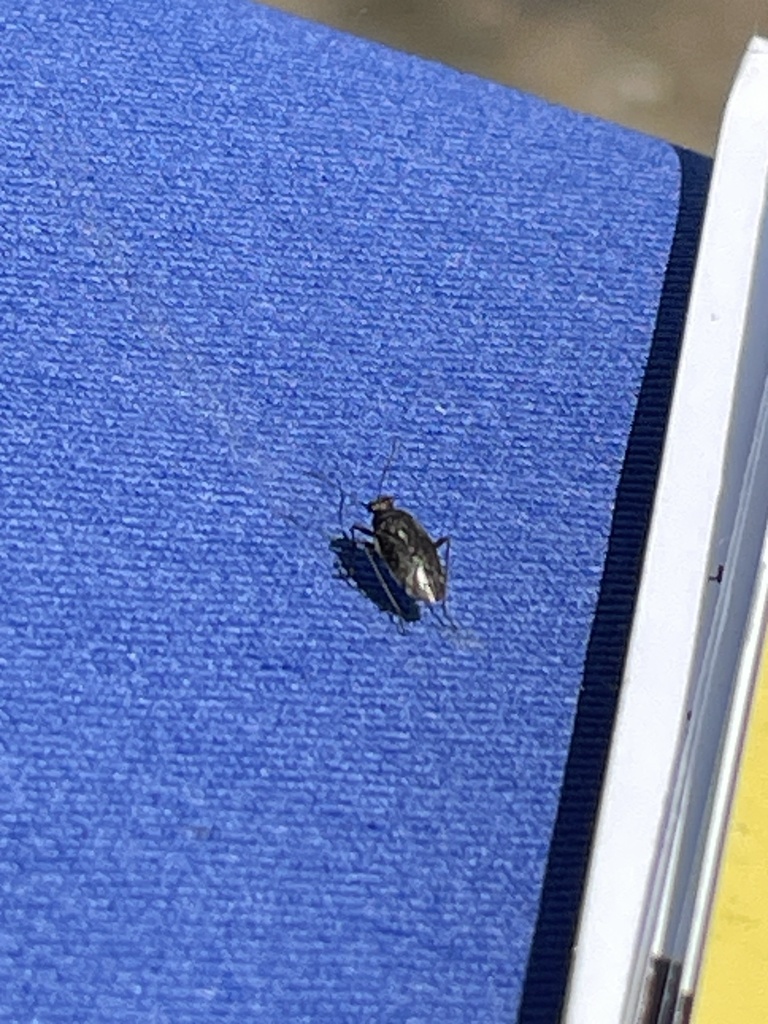 True Bugs from Lock Island Park, Phoenix, NY, US on July 31, 2023 at 01 ...