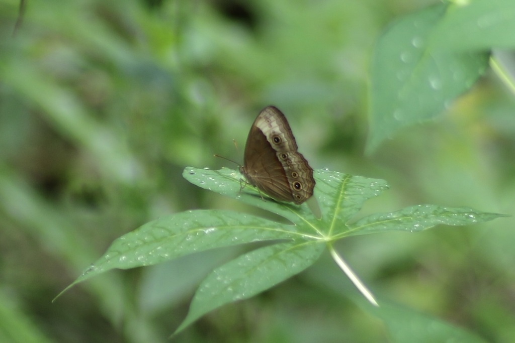 Mycalesis aethiops from Biak Numfor Regency, Papua, Indonesia on July 8 ...