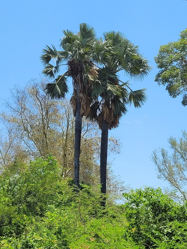 borassus palm from Mopani District Municipality, South Africa on ...