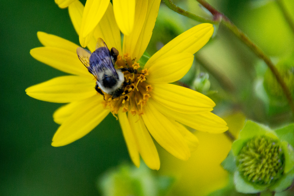 Common Eastern Bumble Bee from West Lafayette, IN, USA on July 31, 2023 ...