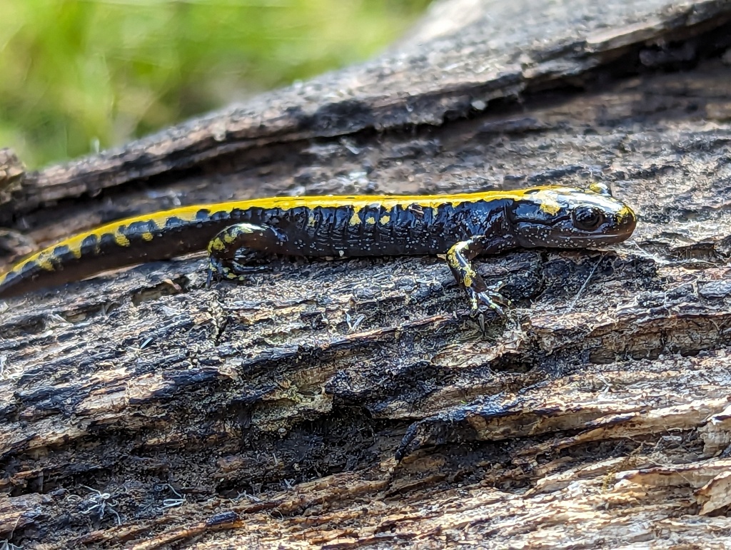 Central Long-toed Salamander from Baker County, OR, USA on July 27 ...