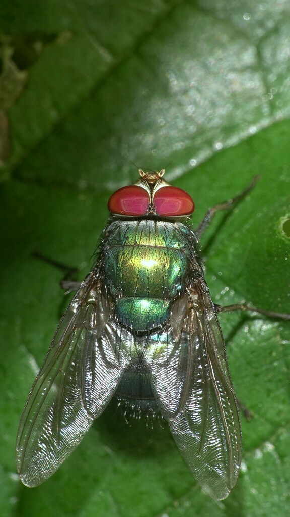Nose Flies from Nido, Blue River Valley, Bhose - Mahabaleshwar Rd, near ...