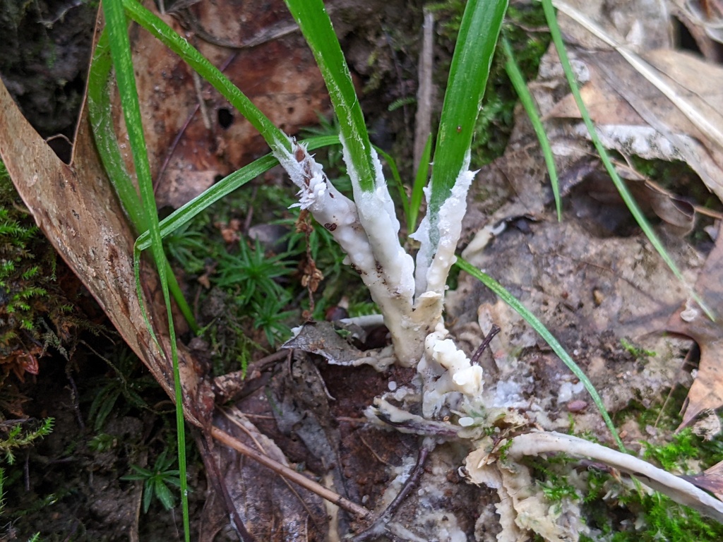 enveloping crust from Macomb County, Michigan on July 16, 2023 at 12:12 ...