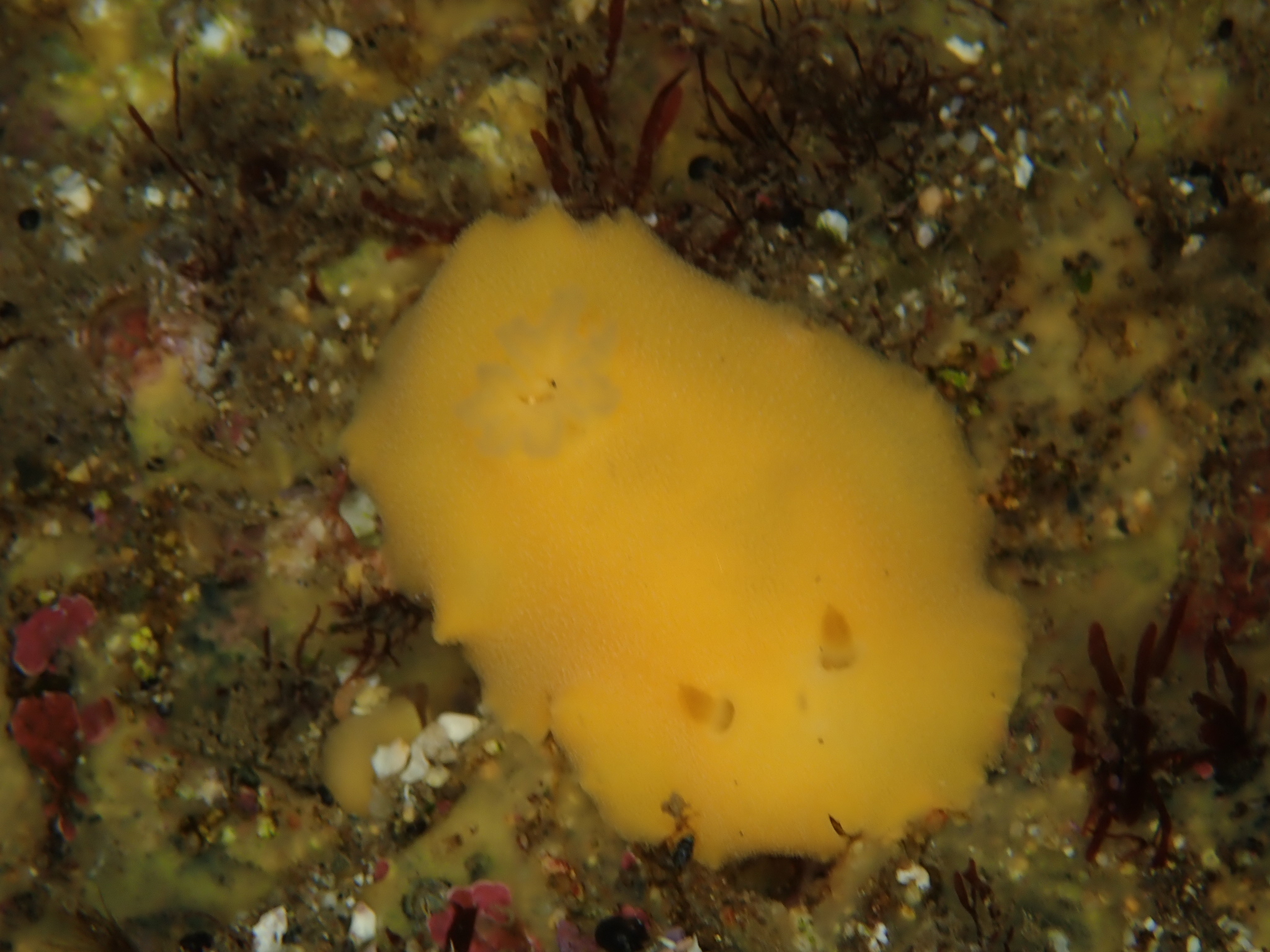 Gargamella immaculata Bergh, 1894