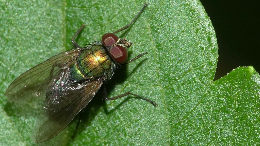 Bot Flies, Blow Flies, and Allies from Gureghar, Maharashtra, India on ...