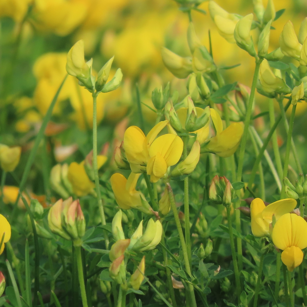 bird's-foot trefoil from Crystal Bay - Lakeview Park - Britannia ...