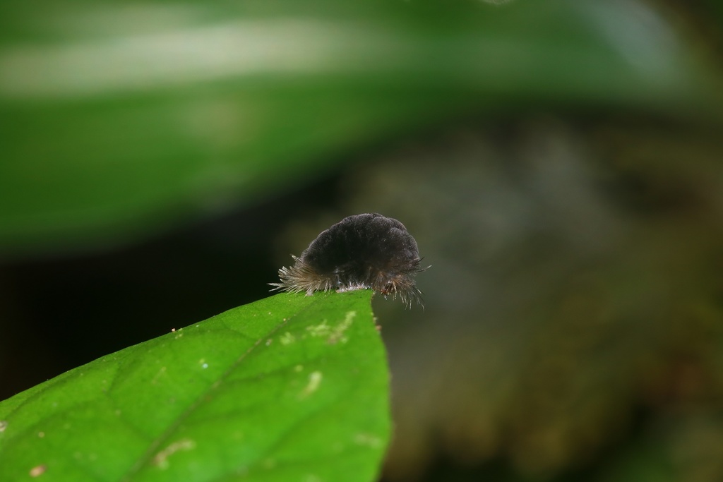 Winged and Once-winged Insects from Tawau, Sabah, Malaysia on March 08 ...