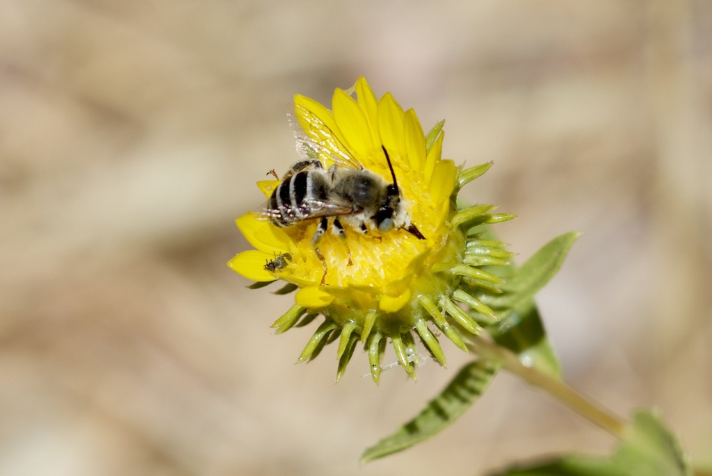 Urbane Digger Bee from Contra Costa County, CA, USA on July 28, 2023 at ...