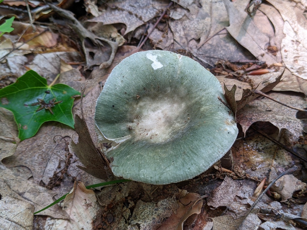 Blue-green Cracking Russula from Stony Creek Metropark on July 16, 2023 ...