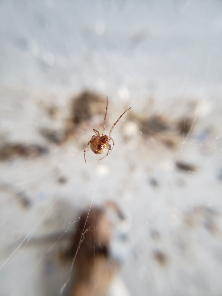 Cobweb Spiders in July 2023 by yumimbi · iNaturalist