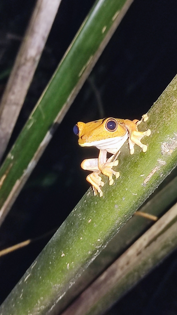 Map Tree Frog from Comunidad campesina EL Chino s/n, 16310, Peru on ...