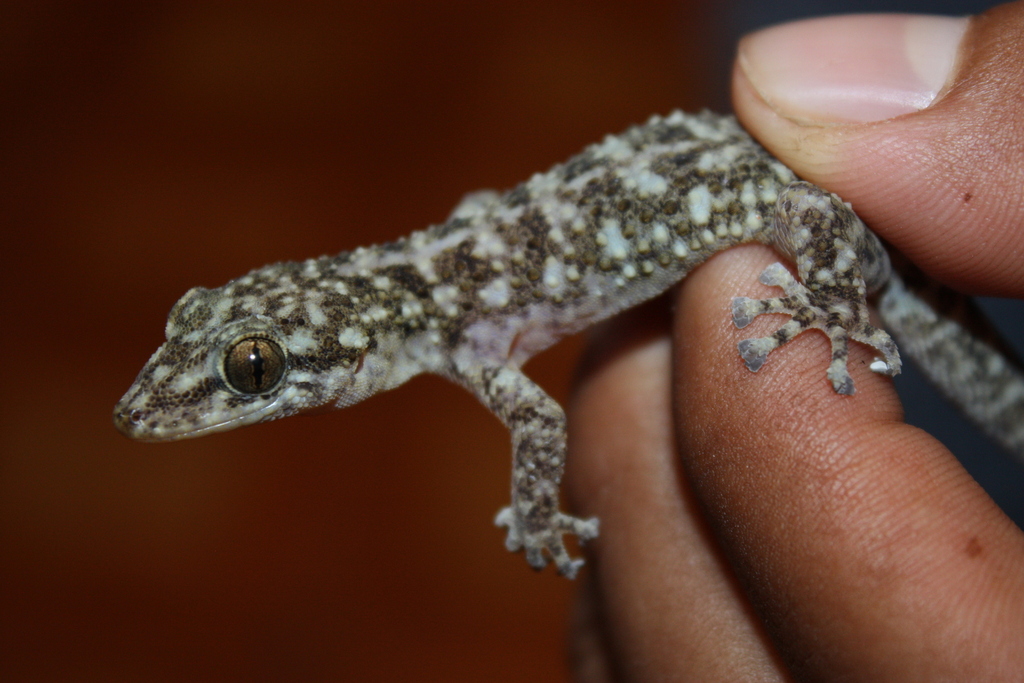 Leaf-toed Geckos from Escuinapa, Sin., México on July 22, 2014 at 05:04 ...