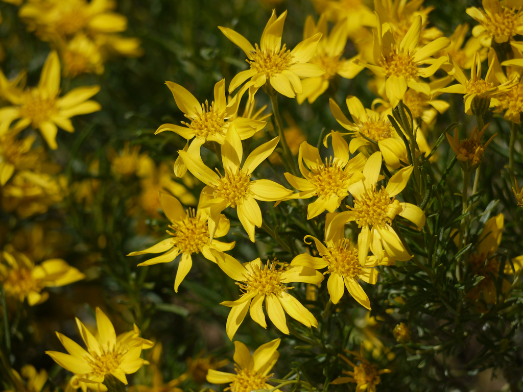 narrowleaf goldenbush (Santa Clara River Natural History ) · iNaturalist