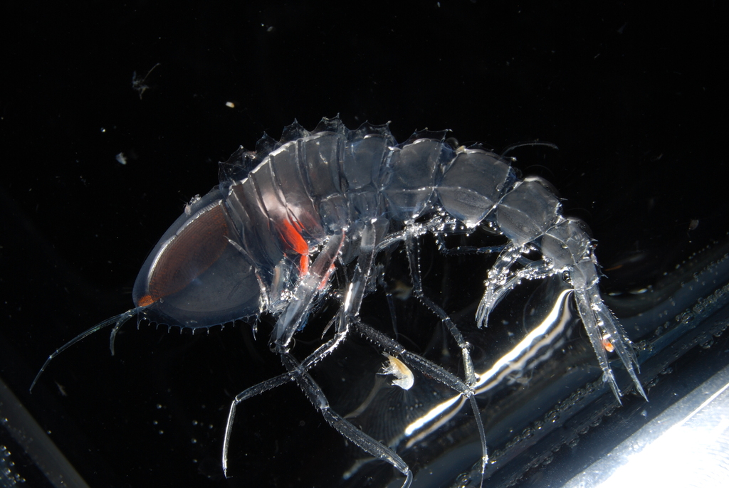 Cystisoma from Monterey Bay, CA, USA on May 21, 2014 at 10:05 PM by ...