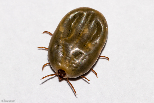 Australian Cattle Tick (Tick Watch Southwest Australia) · iNaturalist