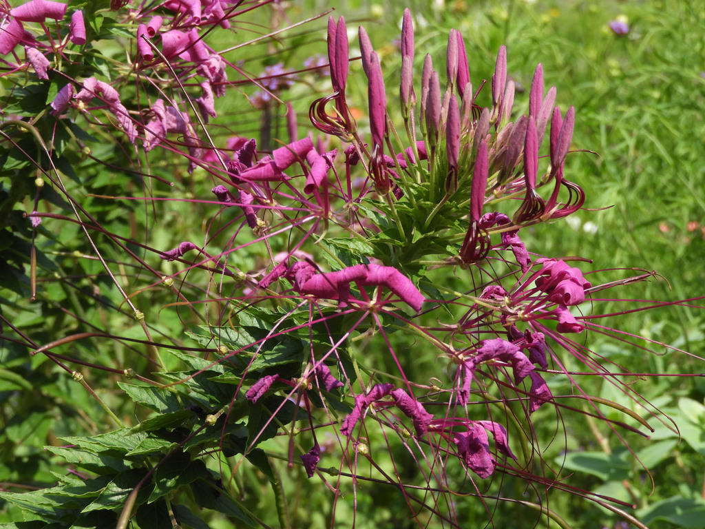 Spider flower from Bartram's Garden, Philadelphia, Penn, USA on July 26 ...