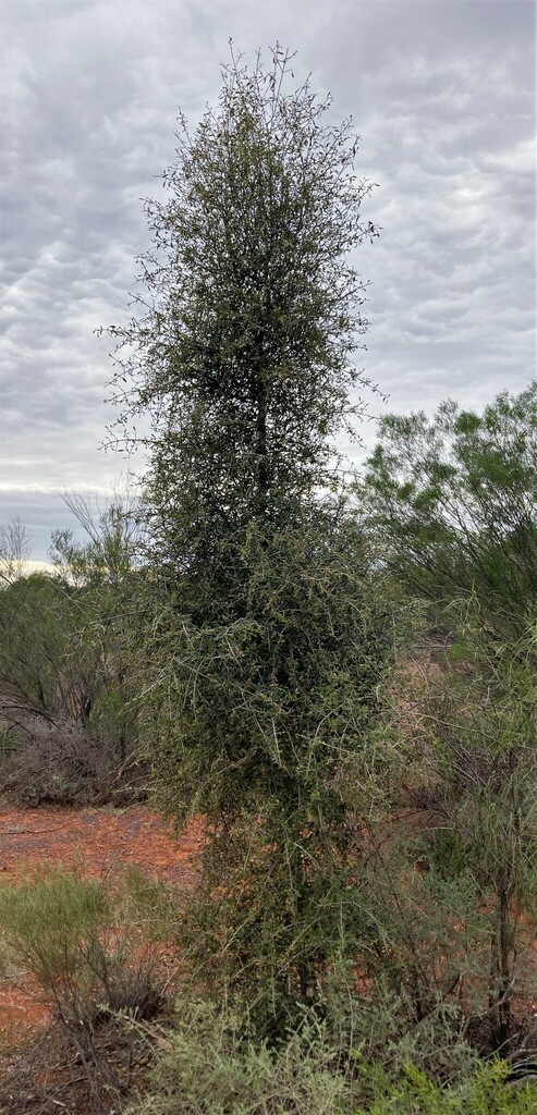 Flowering Plants from Belah, Gunderbooka, New South Wales, Australia on ...