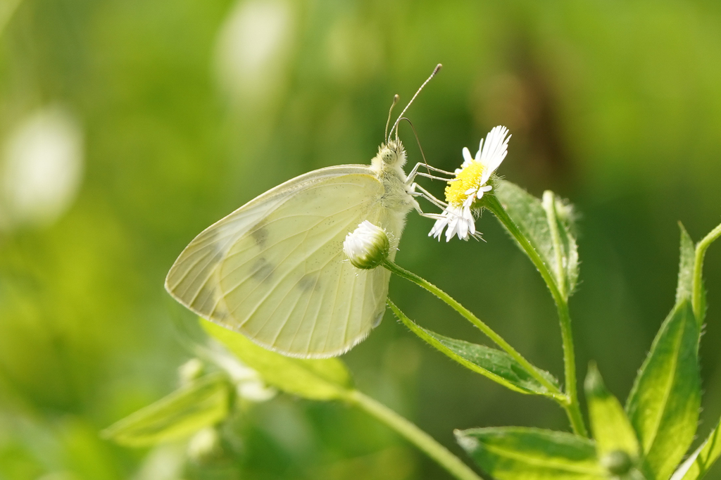 Small White from Berks County, Pennsylvania, USA on July 13, 2023 at 03 ...