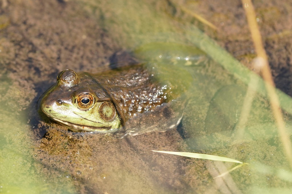 American Bullfrog from Berks County, Pennsylvania, USA on July 13, 2023 ...