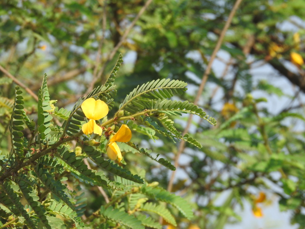 ambatch from Kayonza, Rwanda on July 28, 2023 at 07:02 AM by Pedro Beja ...