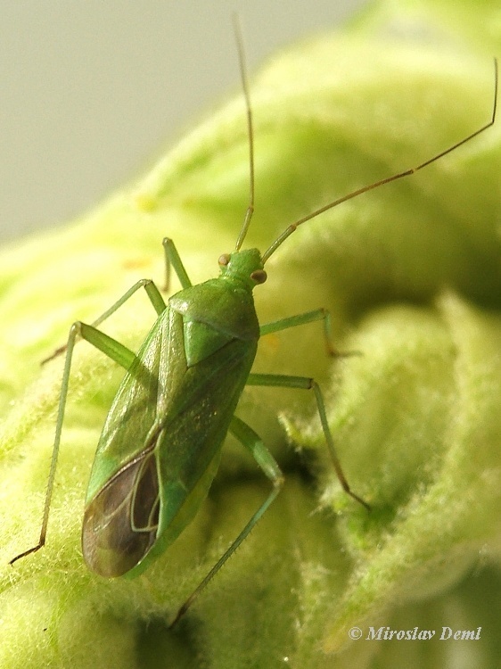 Common green capsid (NPS National Capital Region True Bugs) · iNaturalist