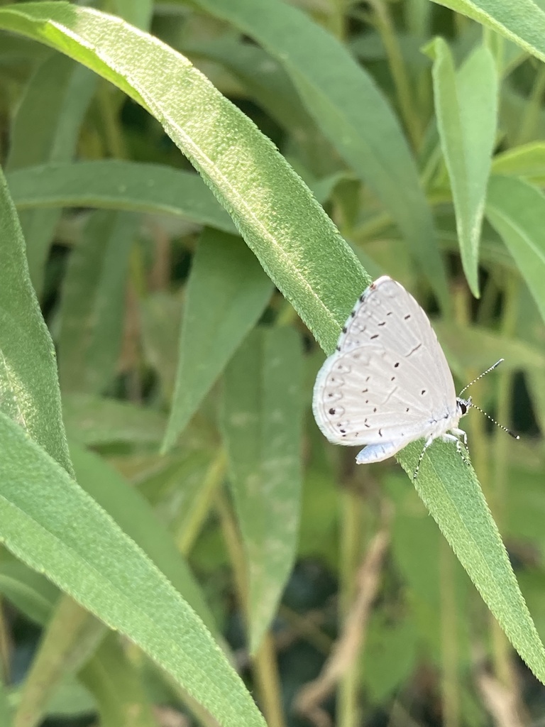 Summer Azure in July 2023 by catiehal. Found on my Maximilian sunflower ...