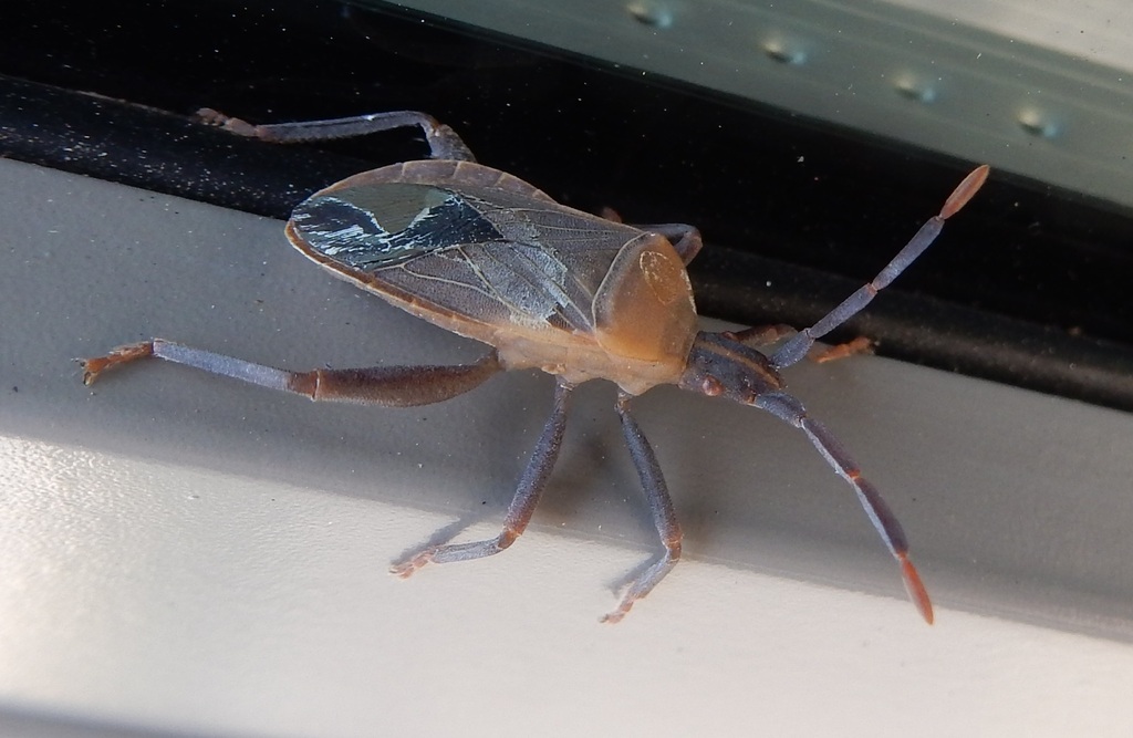 Cactus Coreid Bug from Fort Worth, TX, USA on July 31, 2023 at 01:51 PM ...