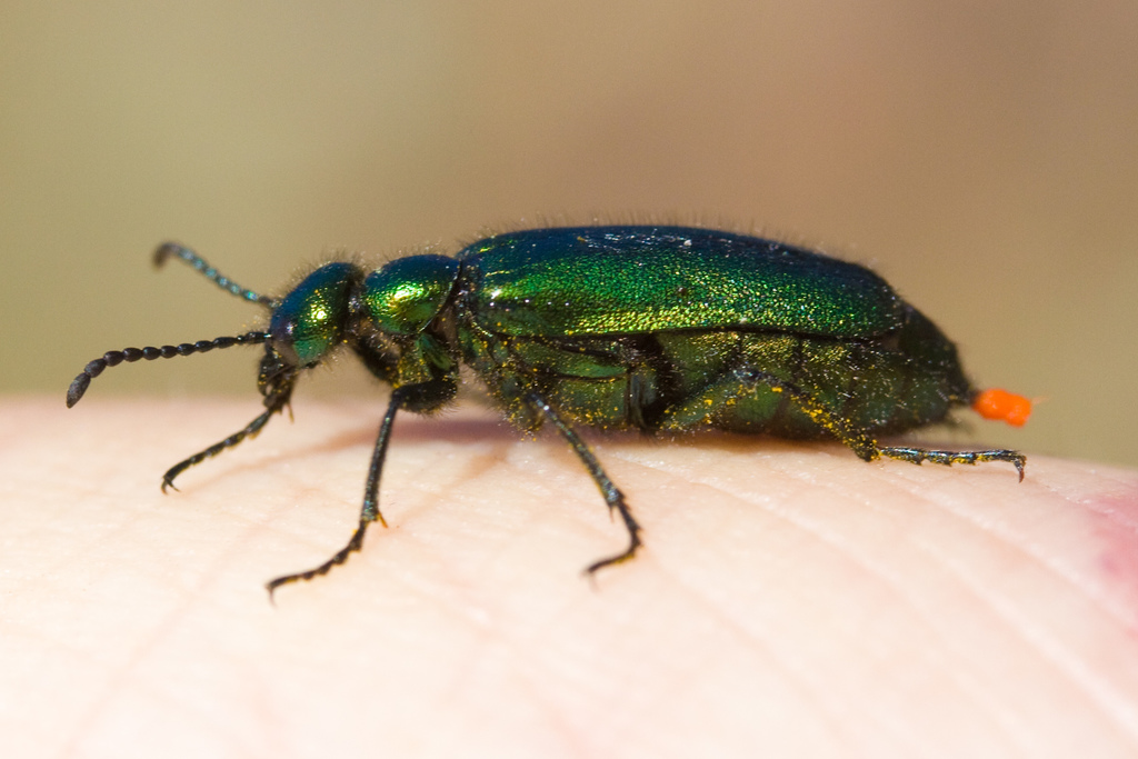 Lytta comans (Meloid Beetles of the United States) · iNaturalist