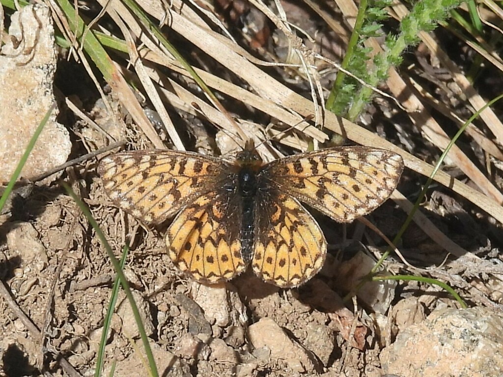 Freija Fritillary from Lake County, CO, USA on July 15, 2023 at 05:50 ...