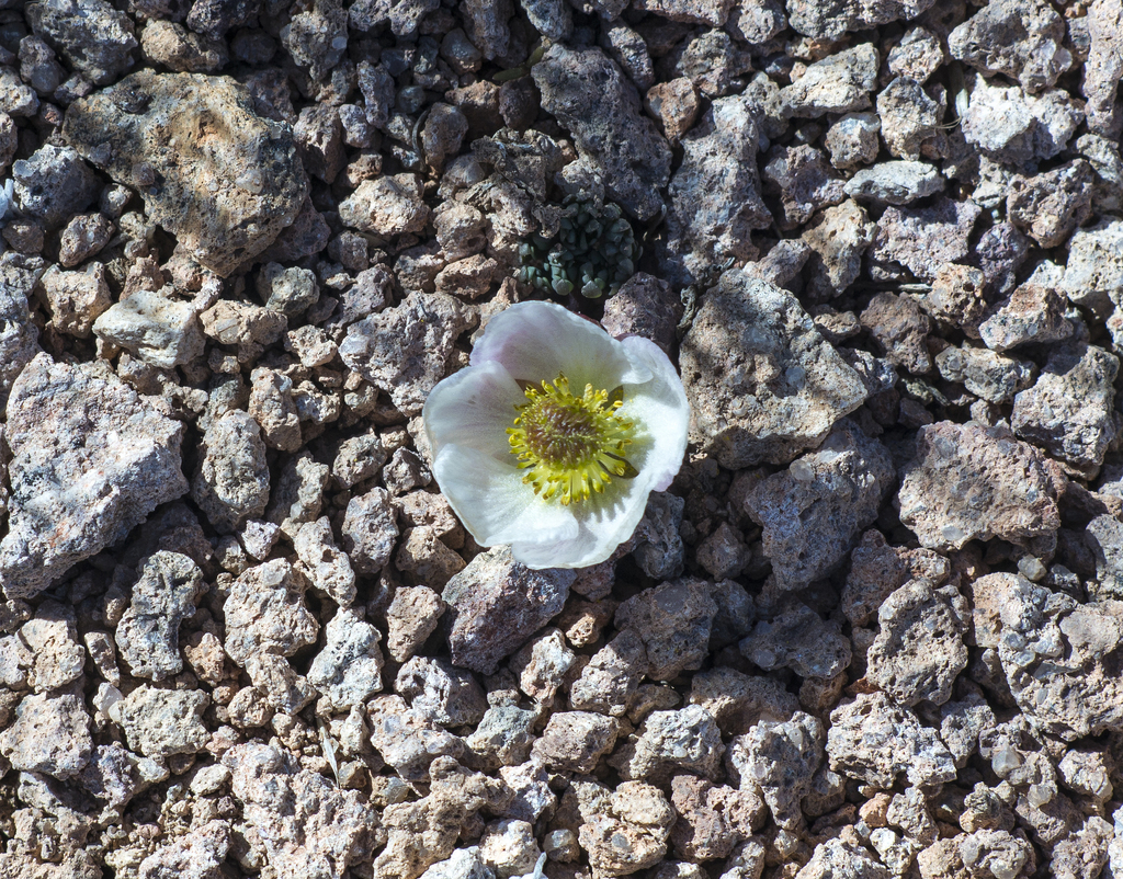 Ranunculus andersonii andersonii from Juab County, UT, USA on March 8 ...
