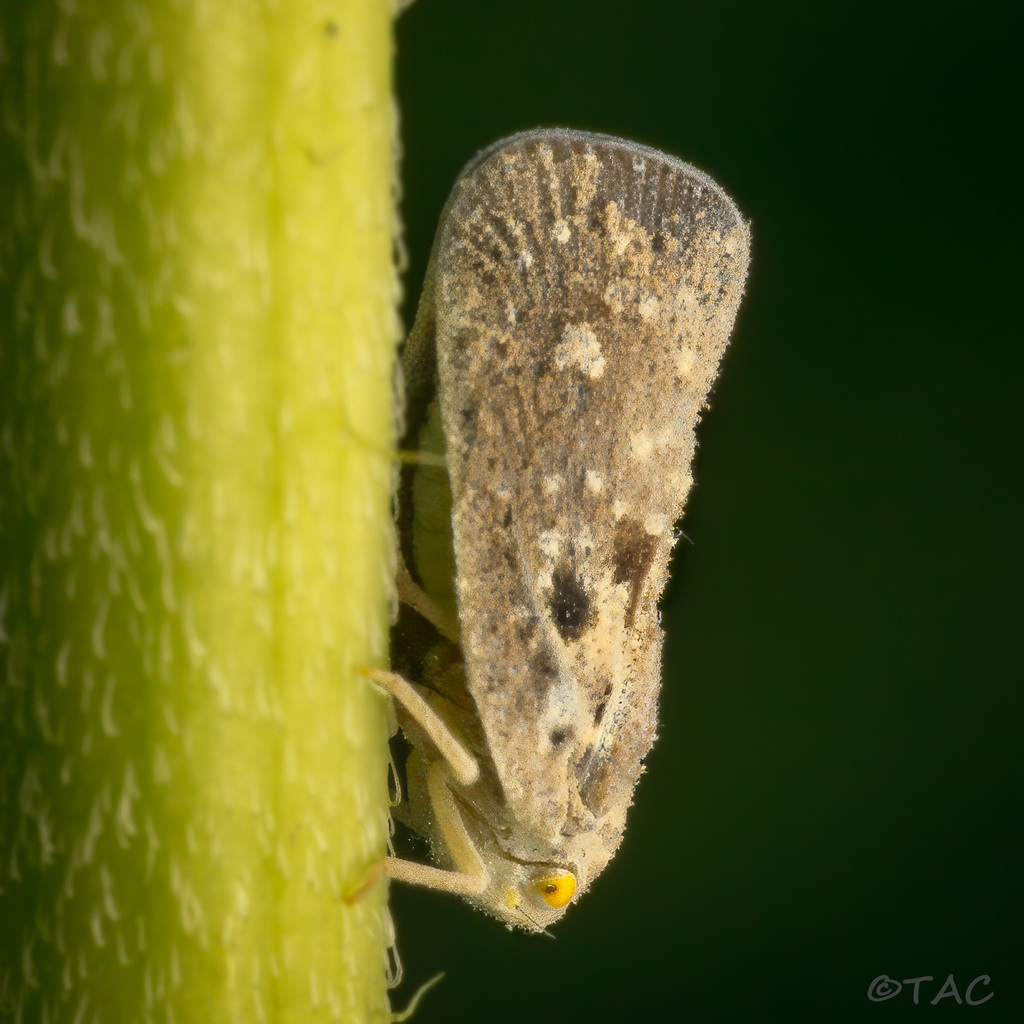 Citrus Flatid Planthopper from Antioch, Nashville, TN, USA on July 23 ...