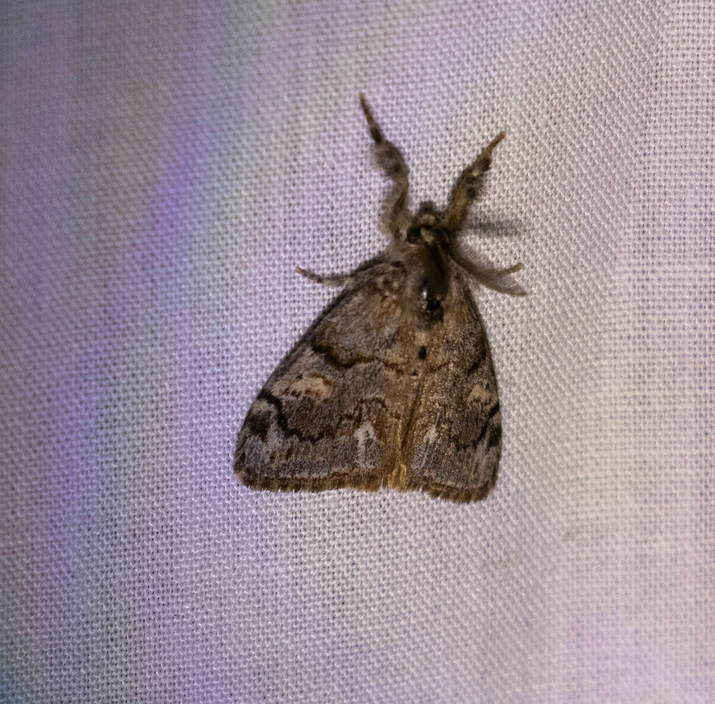 Western Tussock Moth from Mount Diablo State Park, MCVC, Contra Costa ...