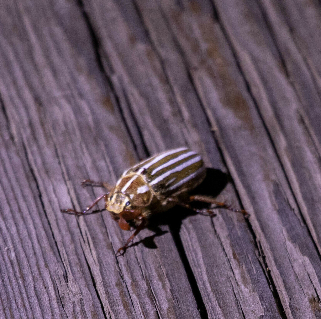 Ten-lined June Beetle from Mount Diablo State Park, MCVC, Contra Costa ...