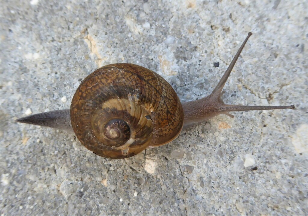 Cuban Brown Snail from The Villages, FL on July 31, 2023 at 07:21 AM by ...