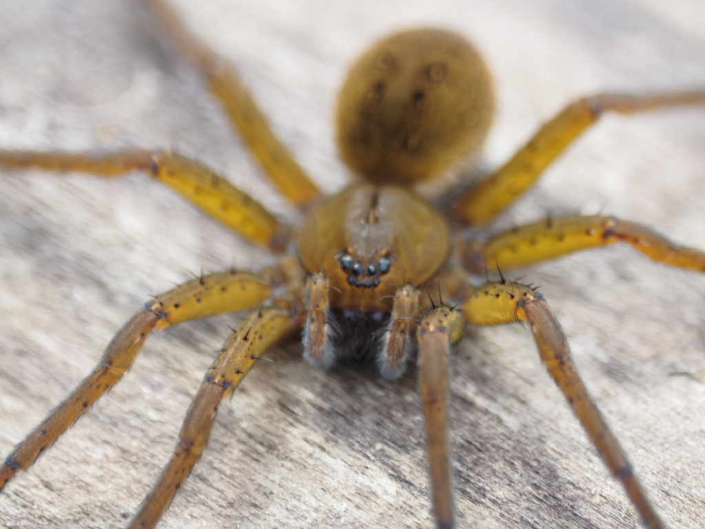 Fishing Spiders from Броварський район, Київська обл., Україна on July ...