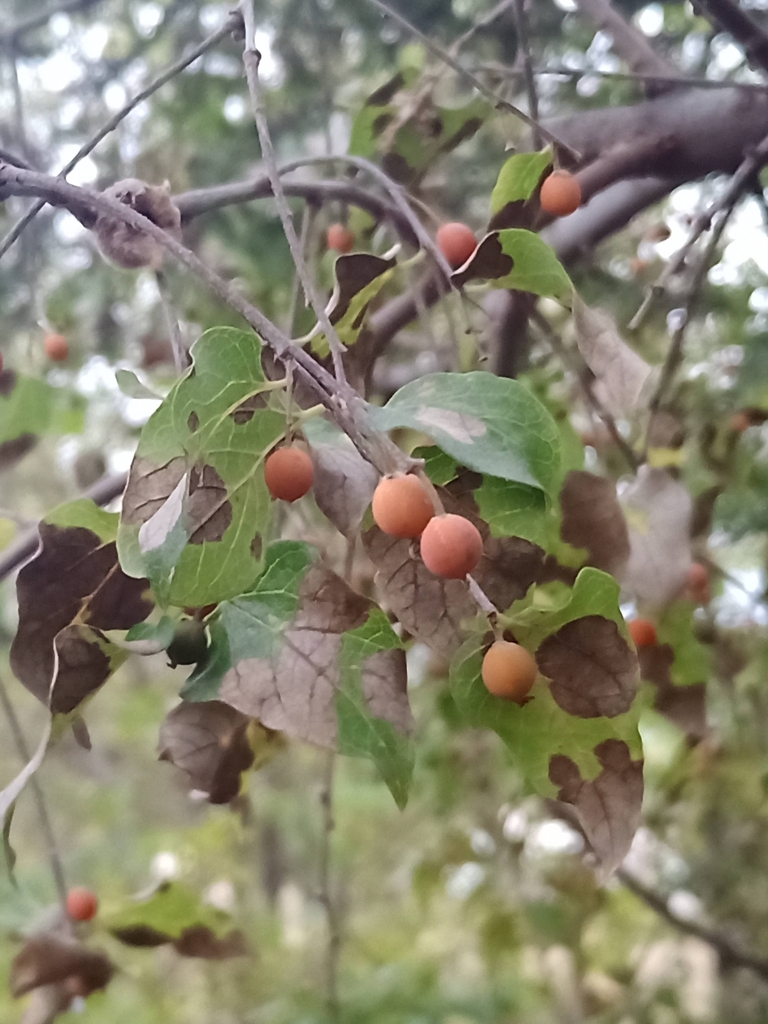netleaf hackberry from Localización: 30.379343 -107.953171 on September ...