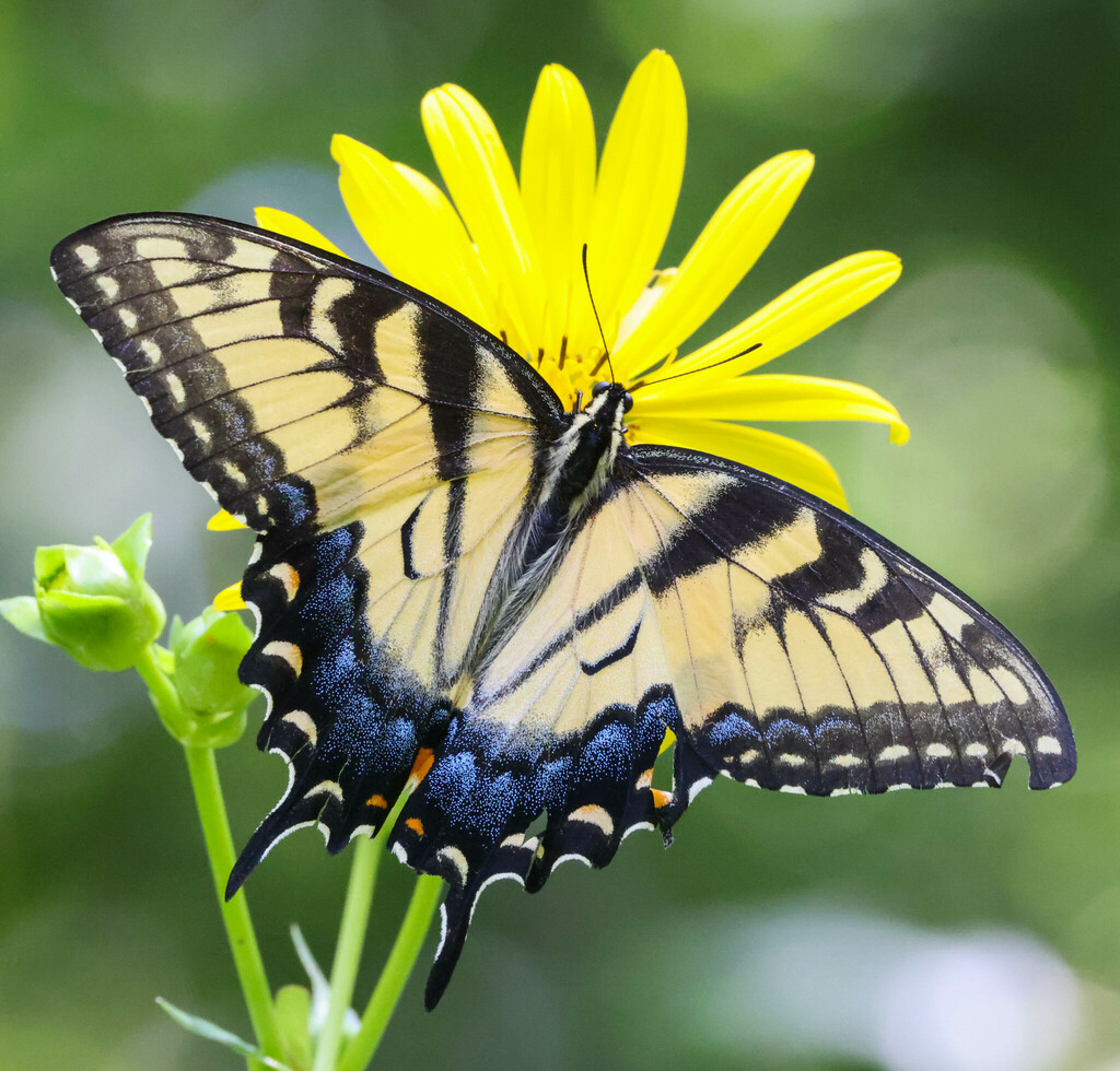 Eastern Tiger Swallowtail from Nine Mile Crk, Bloomington, MN on July ...