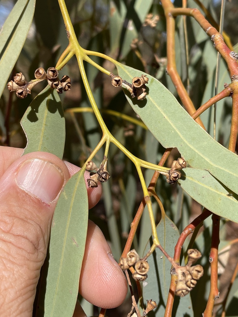 (Eucalyptus victrix) - Botanical Realm