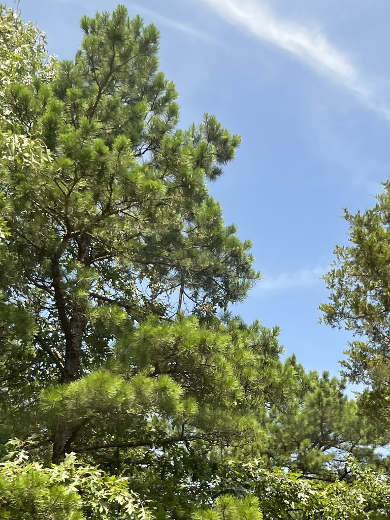shortleaf pine from Ozark-St. Francis National Forests, Pettigrew, AR ...