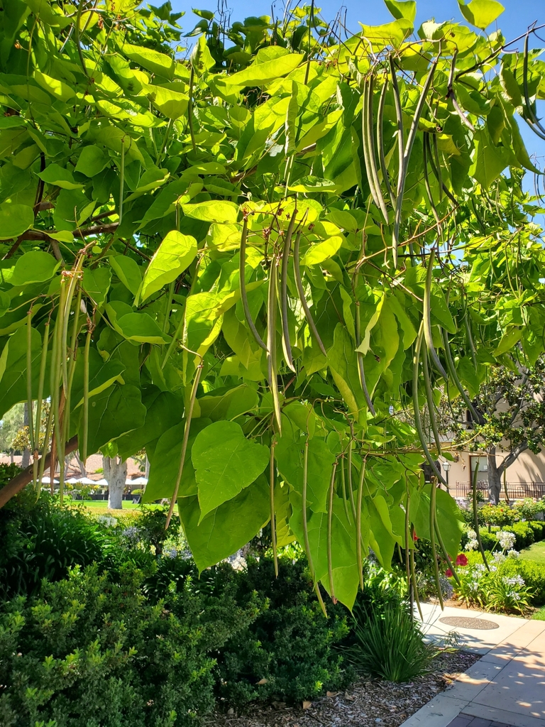 Catalpas from Kenna Hall, Santa Clara, CA 95053, USA on July 31, 2023 ...