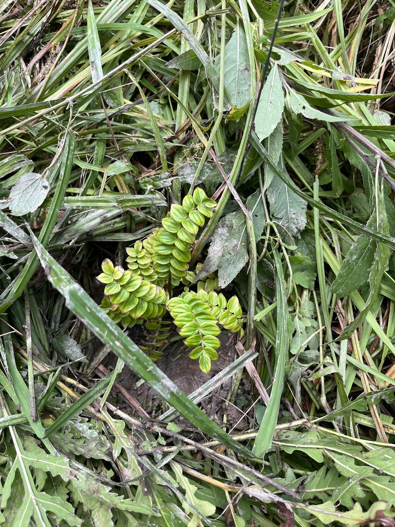 Bog Jacob's-ladder in July 2023 by Bonnie Isaac · iNaturalist