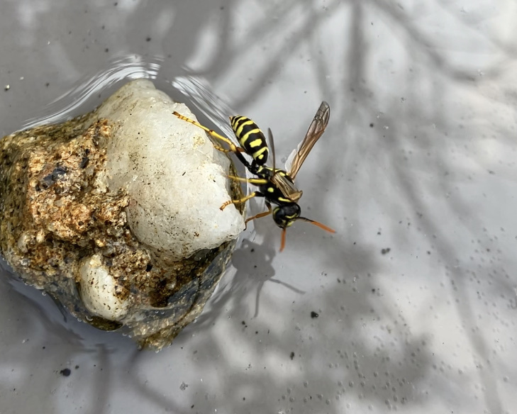 European Paper Wasp from Ogden Ave, Jersey City, NJ, US on July 31 ...