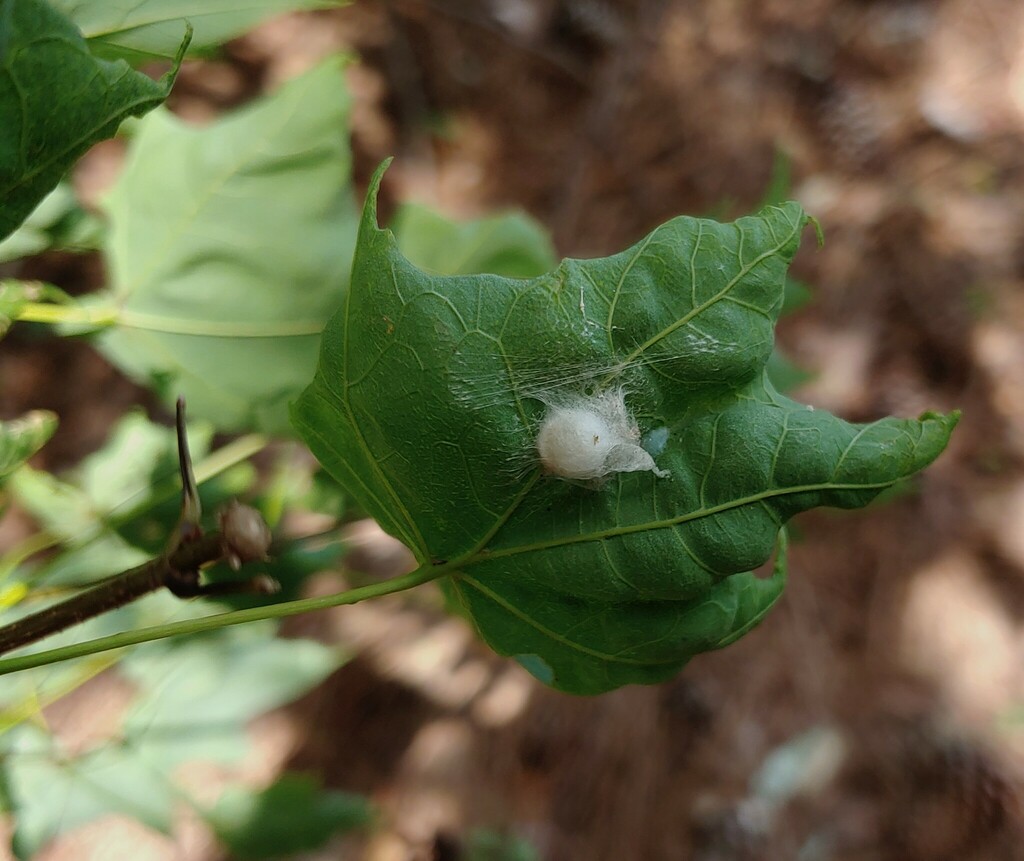 Life from Stone Mountain, GA, USA on July 31, 2023 at 11:44 AM by ...